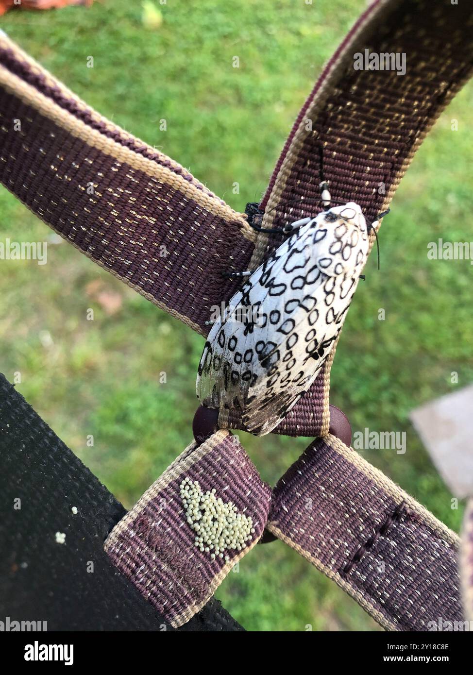 Giant Leopard Moth (Hypercompe scribonia) Insecta Stock Photo - Alamy