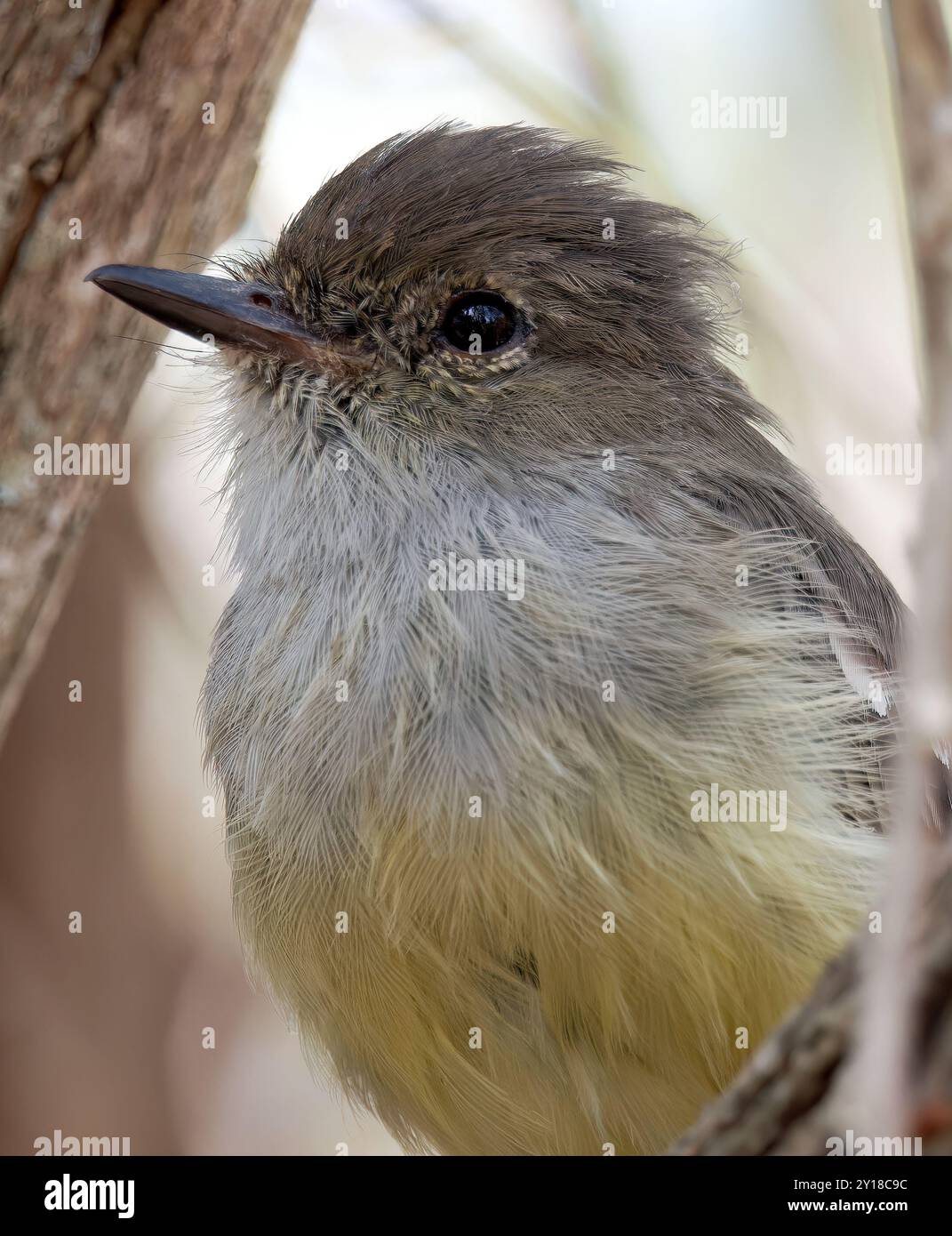 Galapagos flycatcher, Tyran des Galapagos, Myiarchus magnirostris ...