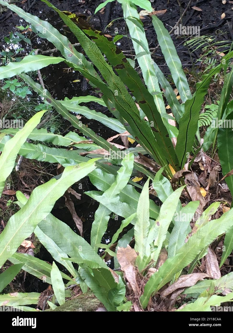 Long strapfern (Campyloneurum phyllitidis) Plantae Stock Photo - Alamy