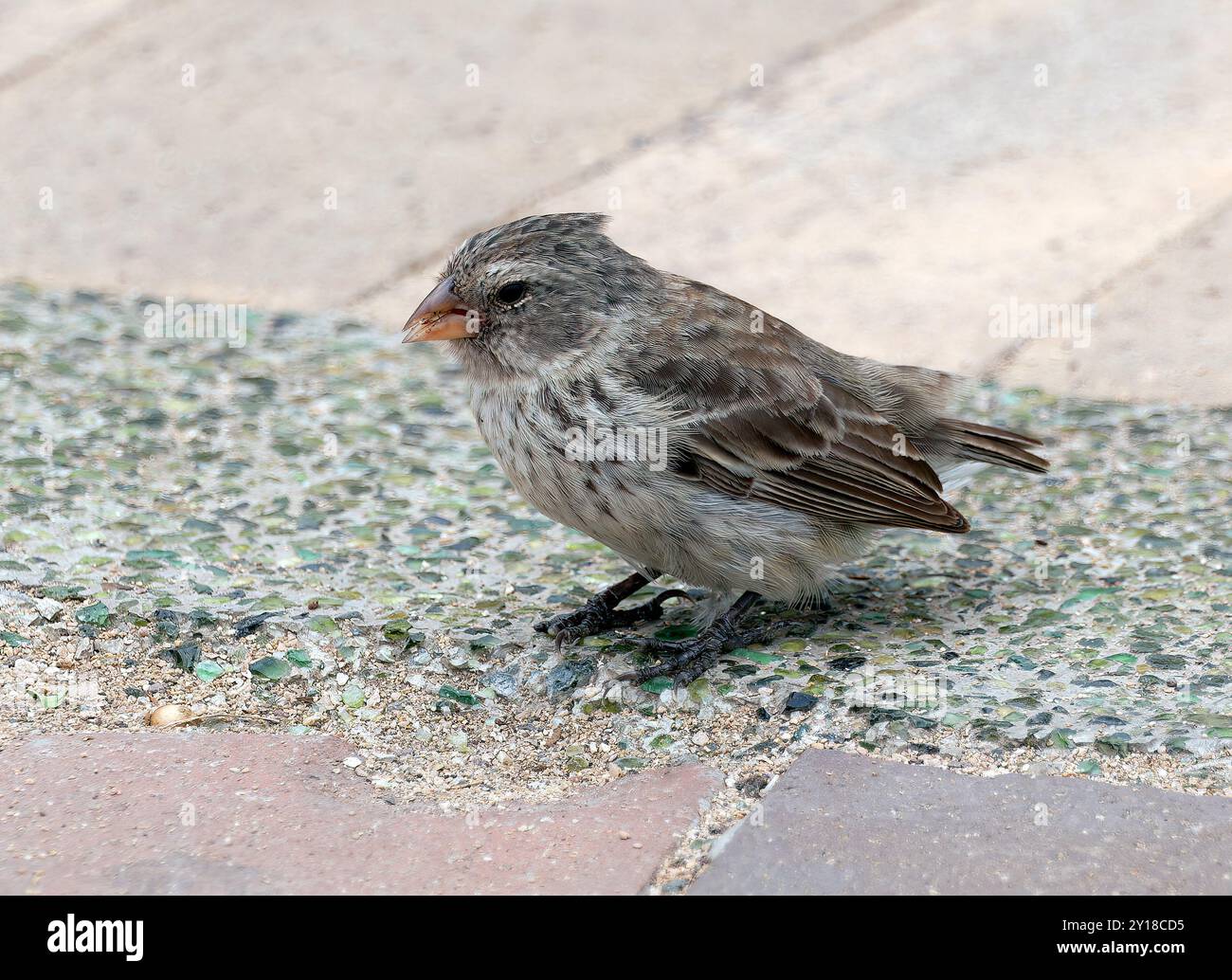 Small ground finch, Géospize fuligineux, Geospiza fuliginosa, kis ...
