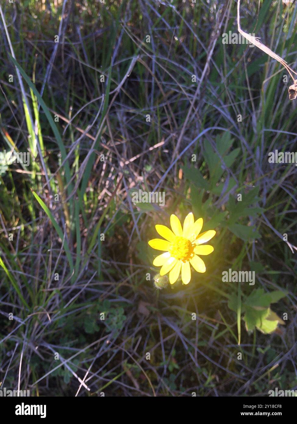 California buttercup (Ranunculus californicus) Plantae Stock Photo - Alamy