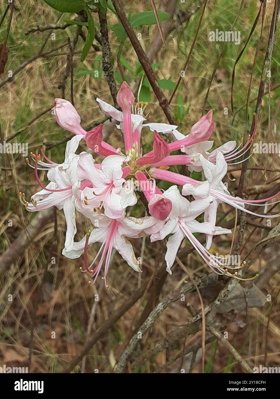Mountain Azalea (Rhododendron canescens) Plantae Stock Photo - Alamy