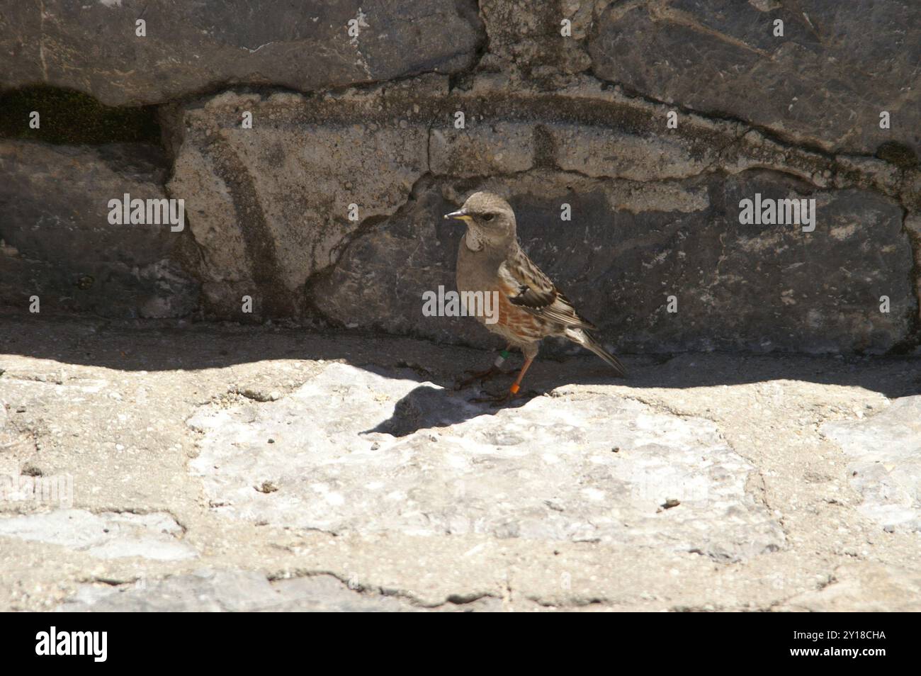 Alpine Accentor (Prunella collaris) Aves Stock Photo - Alamy
