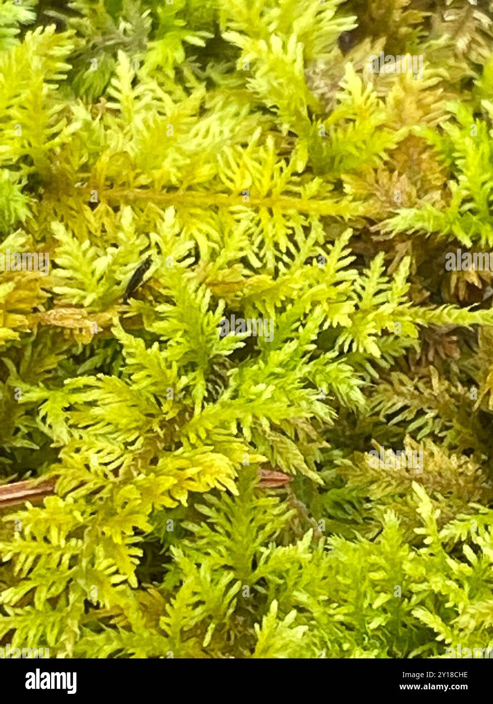 delicate fern moss (Thuidium delicatulum) Plantae Stock Photo - Alamy