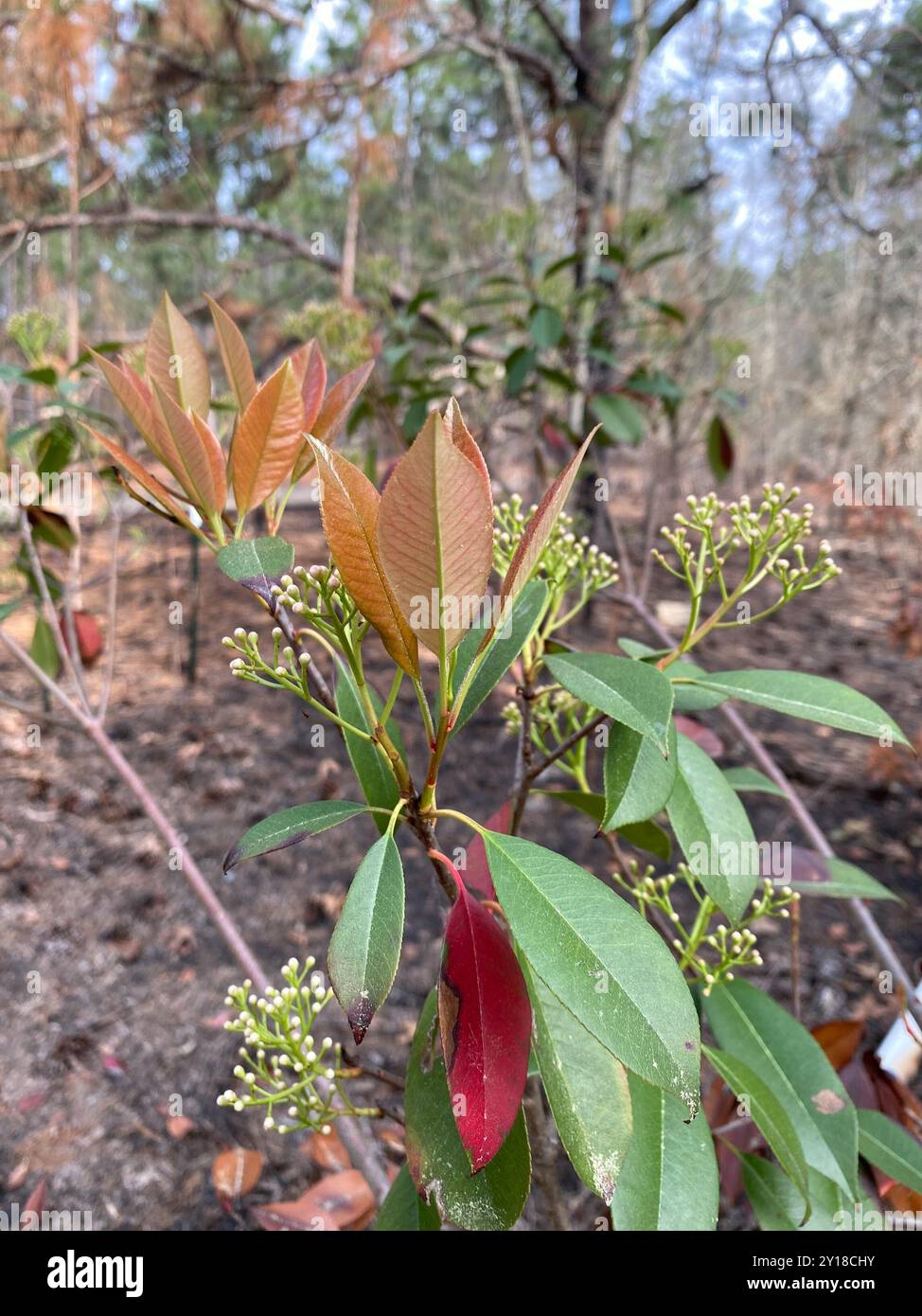 Red Tip Photinia (Photinia × fraseri) Plantae Stock Photo - Alamy