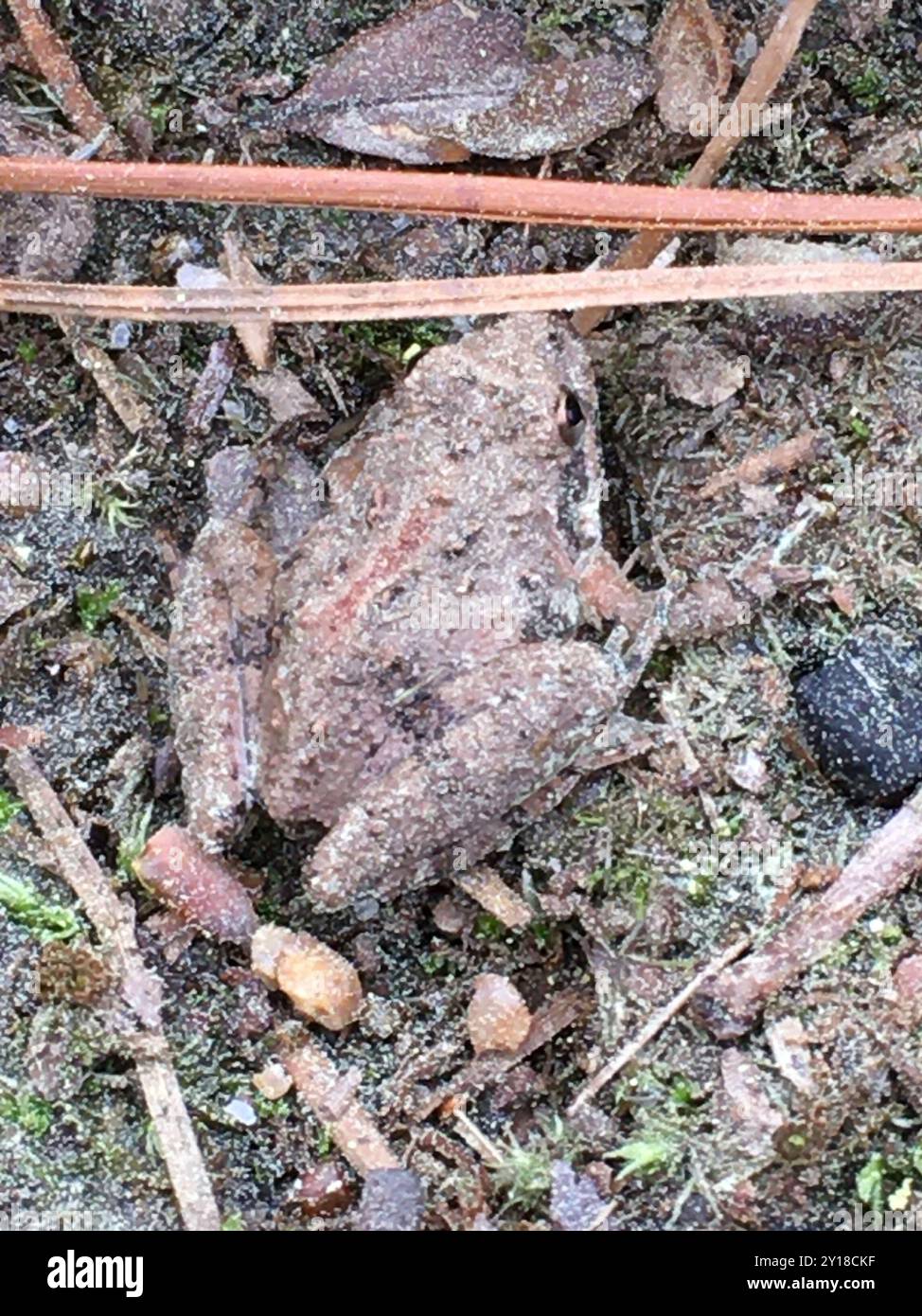 Northern Cricket Frog (Acris crepitans) Amphibia Stock Photo - Alamy