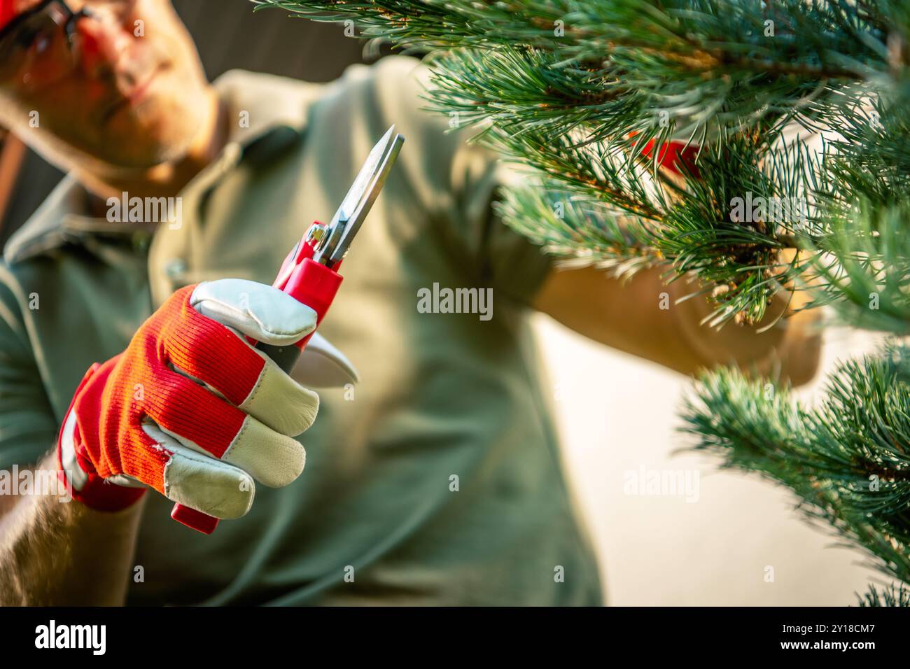A gardener with gloves carefully trims the branches of a healthy green ...