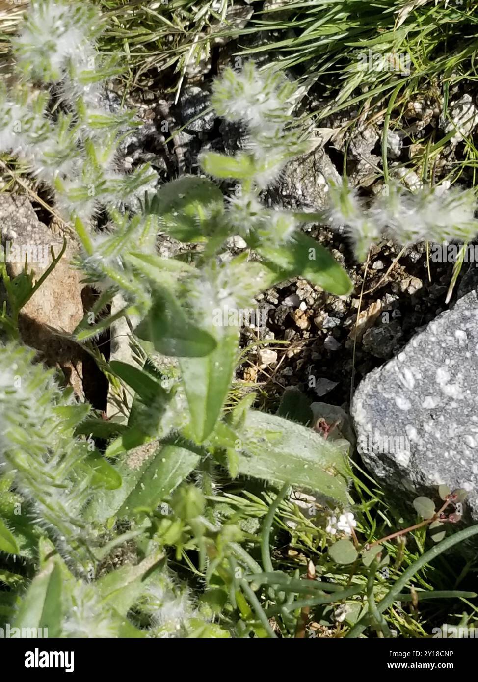 bearded cryptantha (Cryptantha barbigera) Plantae Stock Photo - Alamy