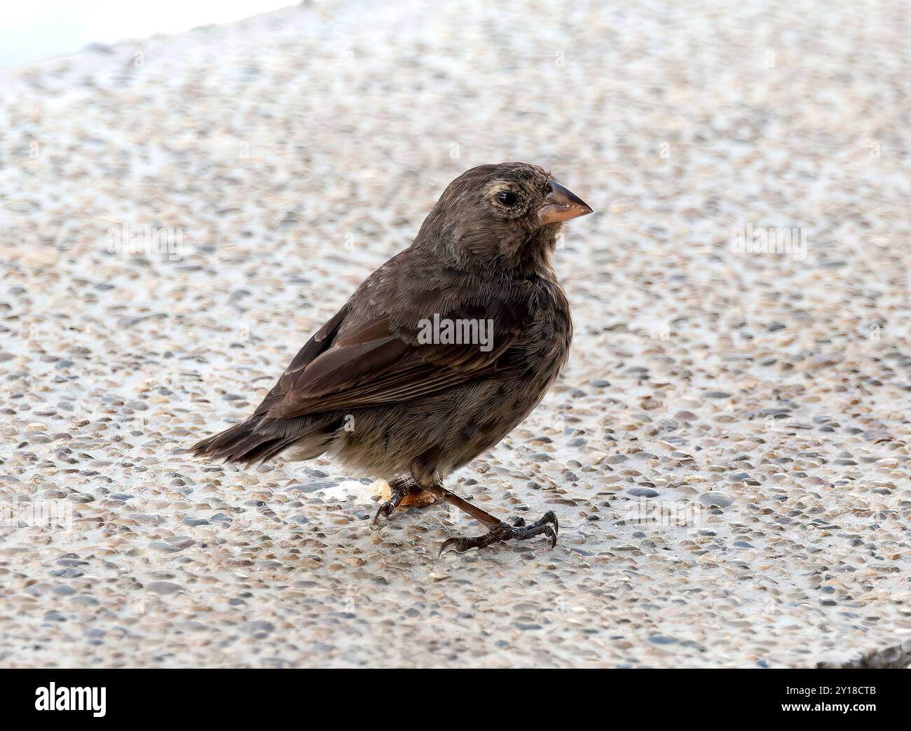 Small ground finch, Géospize fuligineux, Geospiza fuliginosa, kis ...