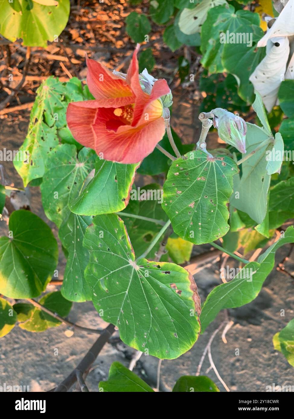 sea hibiscus (Hibiscus tiliaceus) Plantae Stock Photo - Alamy
