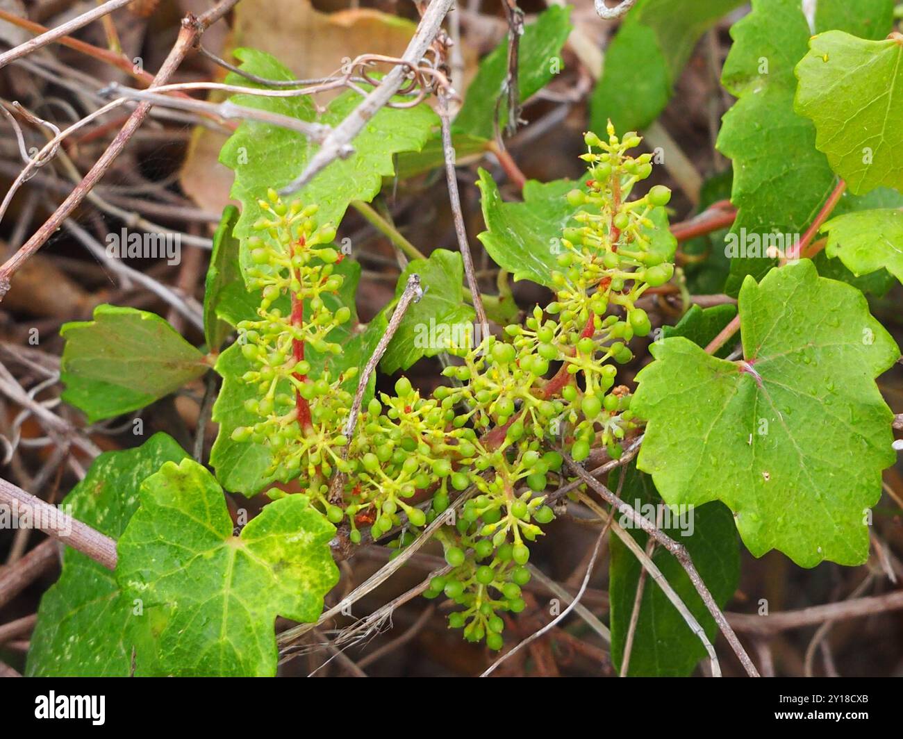 Vitis flexuosa hi-res stock photography and images - Alamy
