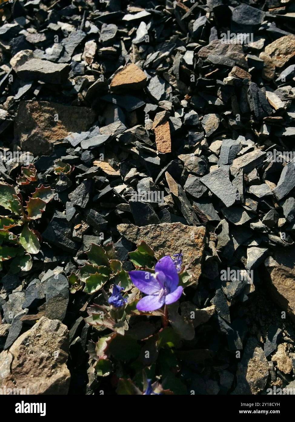 Olympic Bellflower (Campanula piperi) Plantae Stock Photo - Alamy