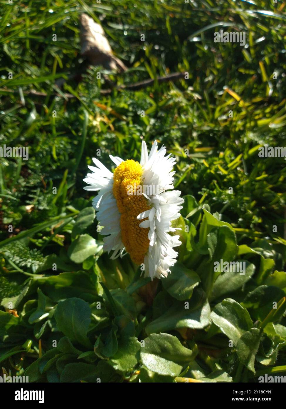 Lawn daisy (Bellis perennis) Plantae Stock Photo - Alamy
