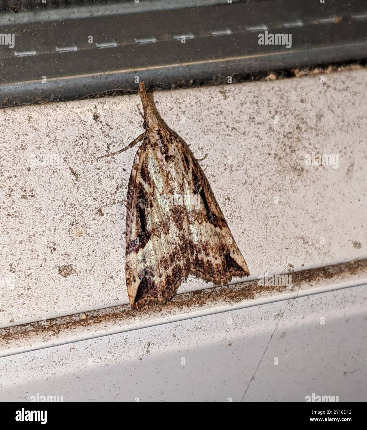 California Cloverworm Moth (Hypena californica) Insecta Stock Photo - Alamy