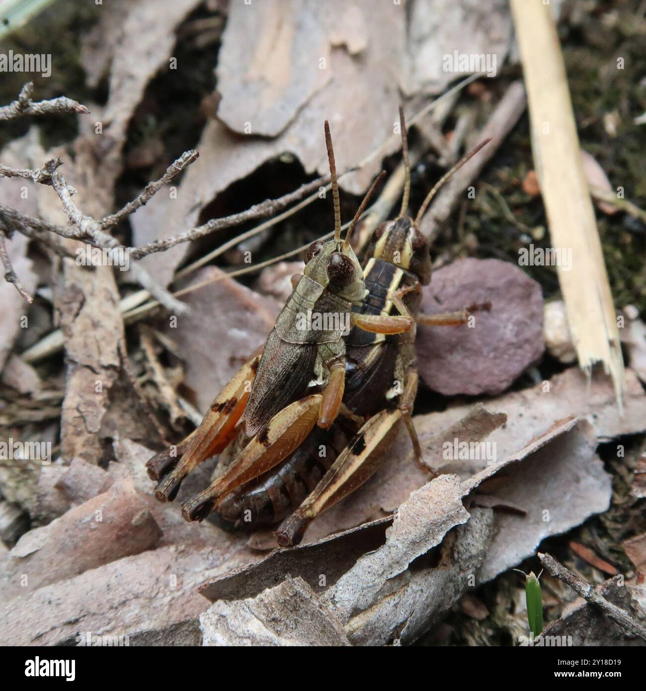 Wingless Grasshopper (Phaulacridium vittatum) Insecta Stock Photo - Alamy