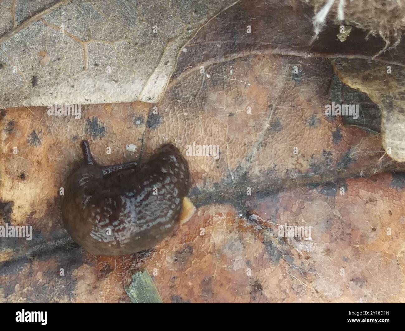 Smooth Land Slugs (Deroceras) Mollusca Stock Photo - Alamy