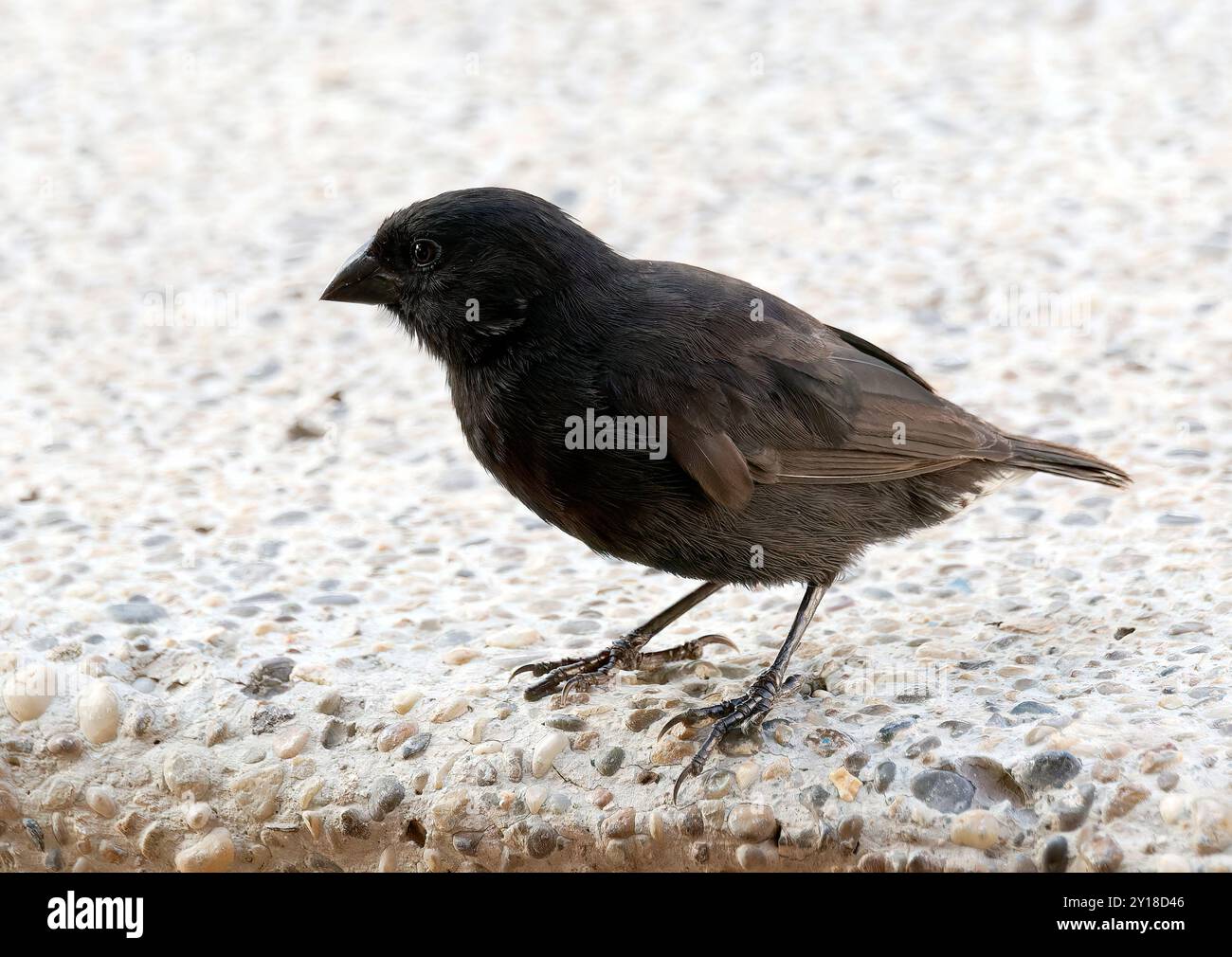 Small ground finch, Géospize fuligineux, Geospiza fuliginosa, kis ...