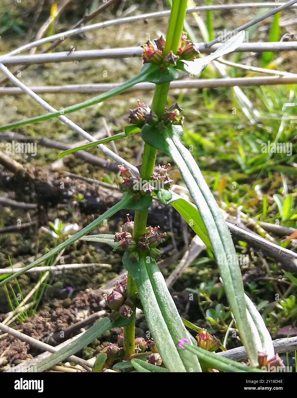Scarlet Toothcup (Ammannia coccinea) Plantae Stock Photo - Alamy