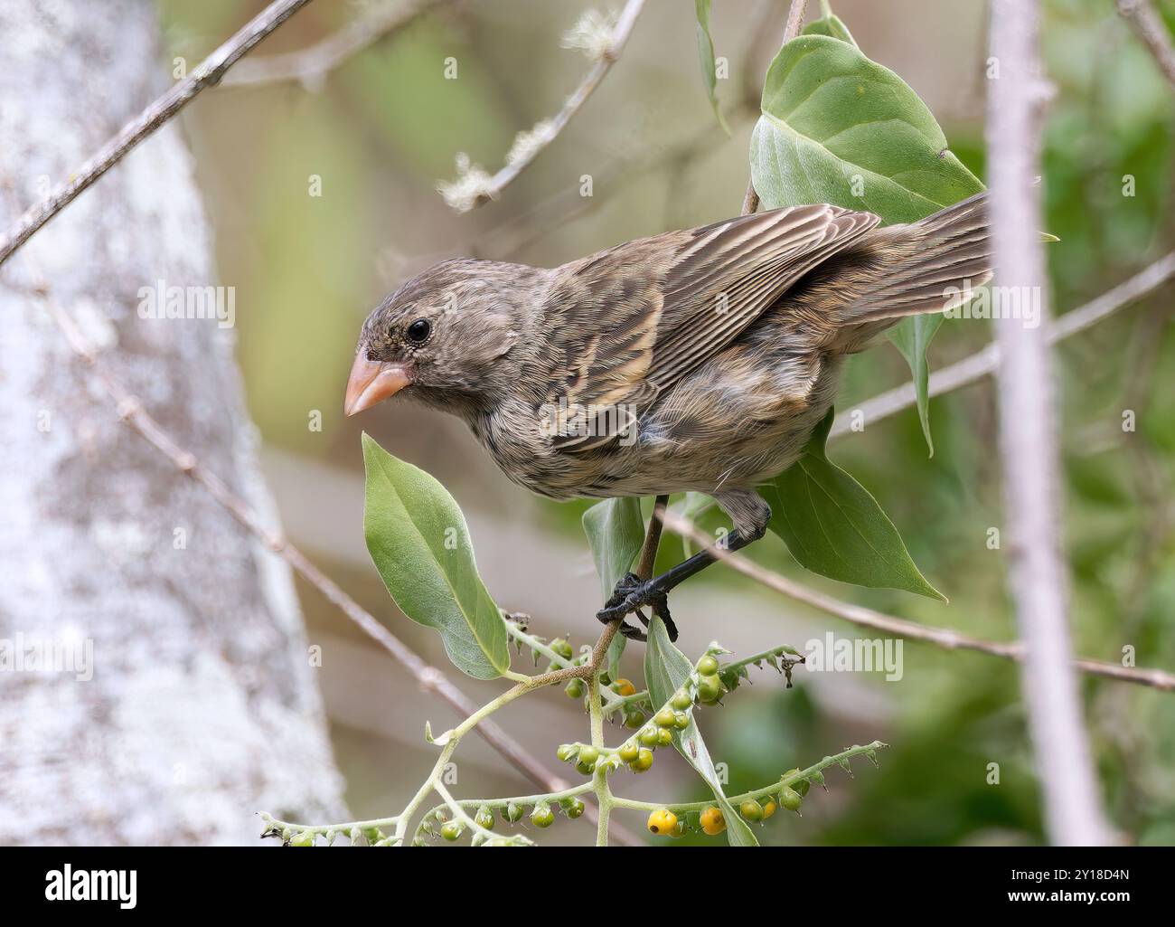 Small ground finch, Géospize fuligineux, Geospiza fuliginosa, kis ...