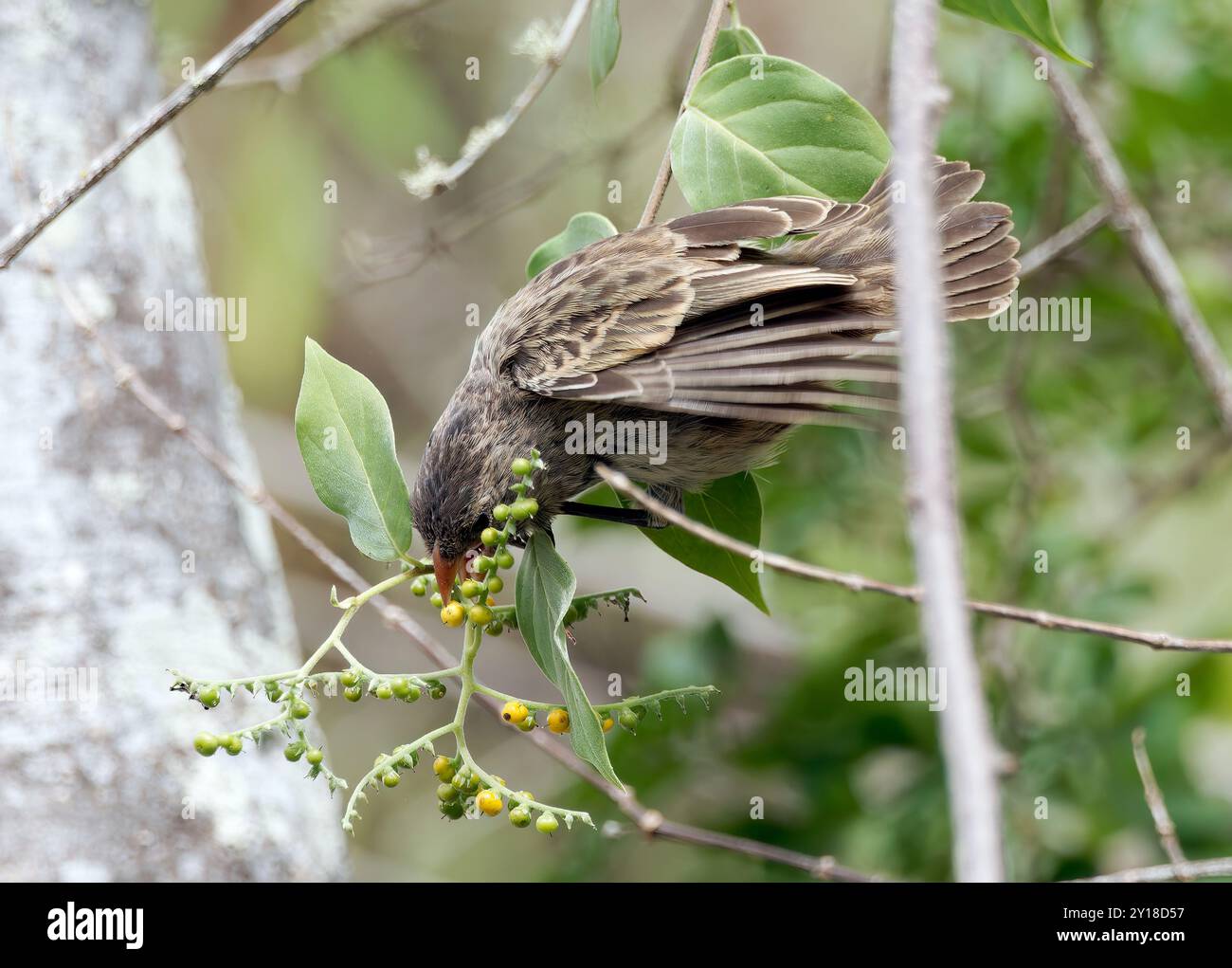 Small ground finch, Géospize fuligineux, Geospiza fuliginosa, kis ...