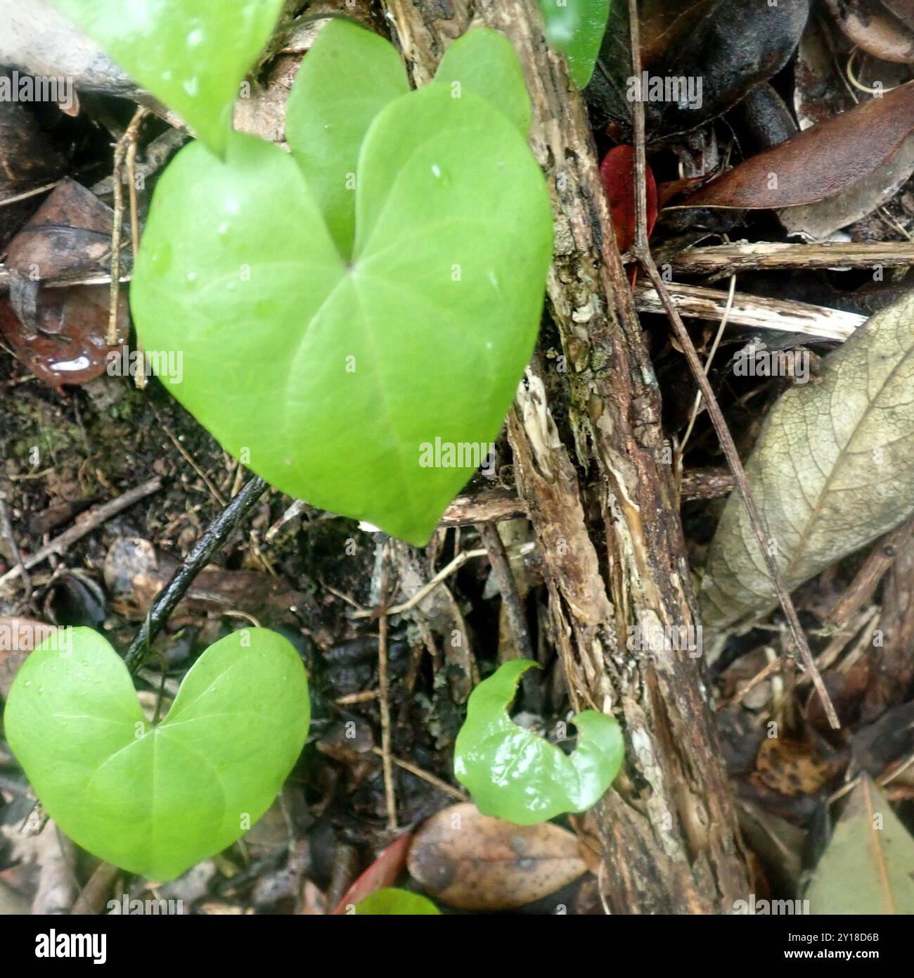 Forest Elephantsfoot (Dioscorea sylvatica) Plantae Stock Photo - Alamy