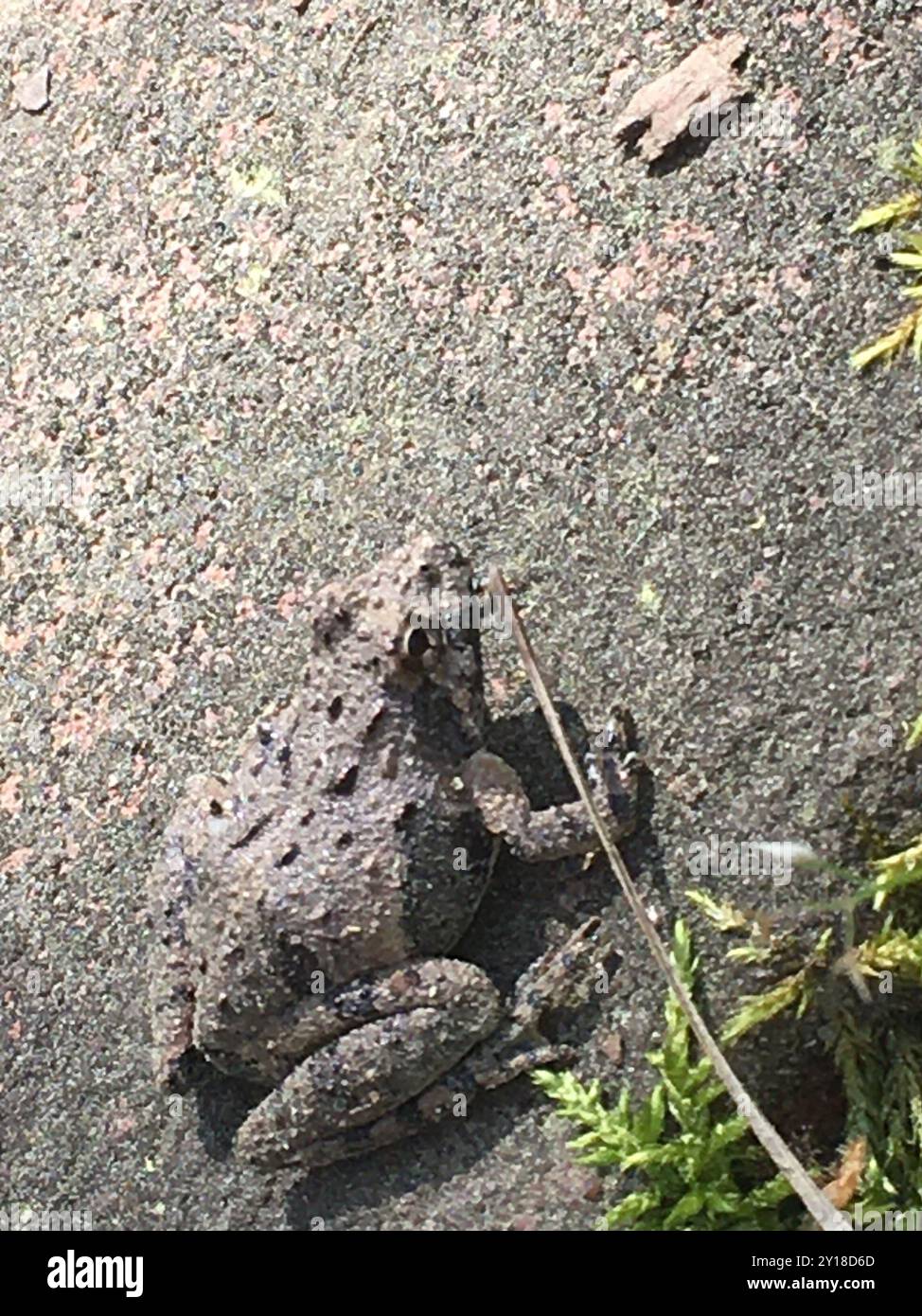 Northern Cricket Frog (Acris crepitans) Amphibia Stock Photo - Alamy