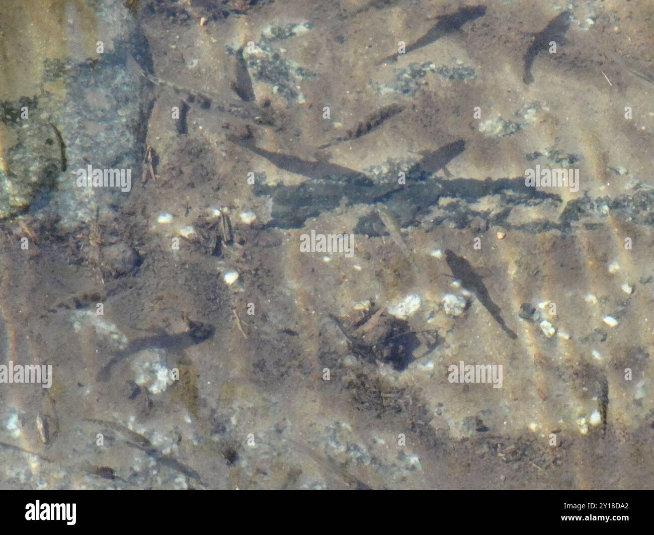 Threespine Stickleback (Gasterosteus aculeatus) Actinopterygii Stock ...