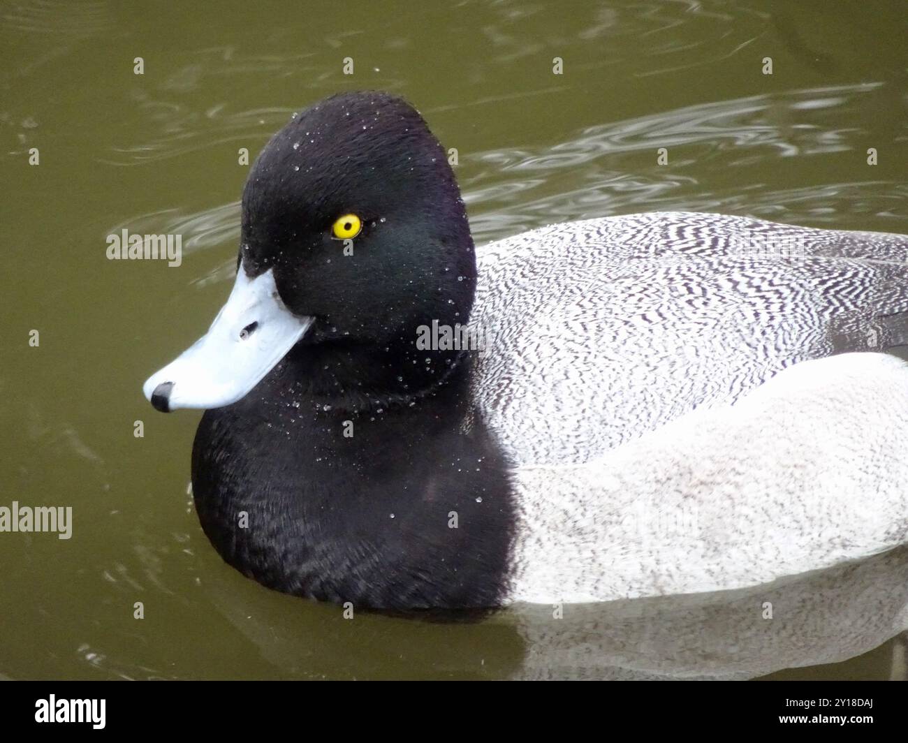 Lesser Scaup (Aythya affinis) Aves Stock Photo - Alamy
