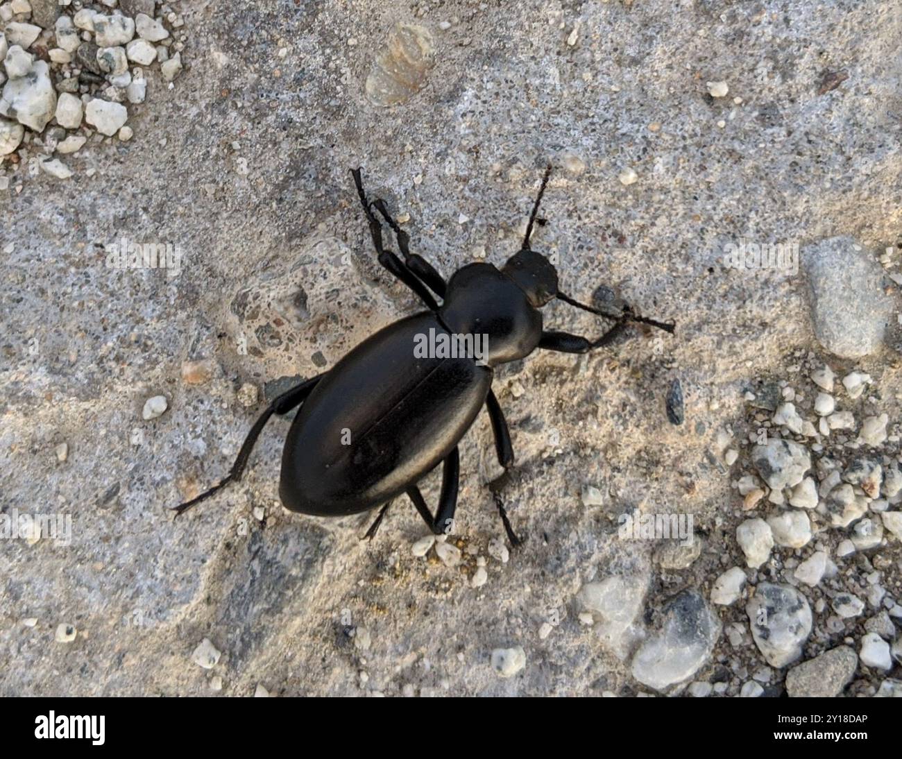 Dentate Stink Beetle (Eleodes dentipes) Insecta Stock Photo - Alamy
