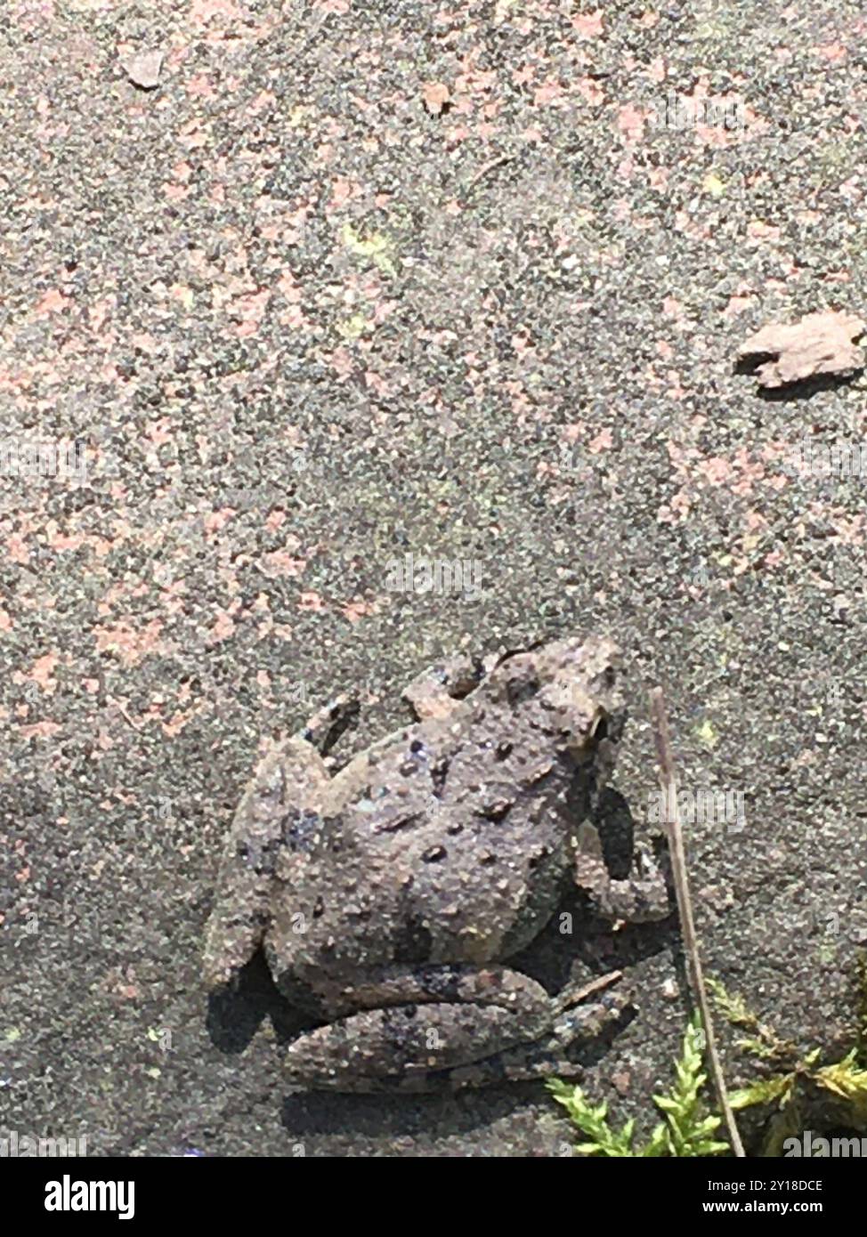 Northern Cricket Frog (Acris crepitans) Amphibia Stock Photo - Alamy