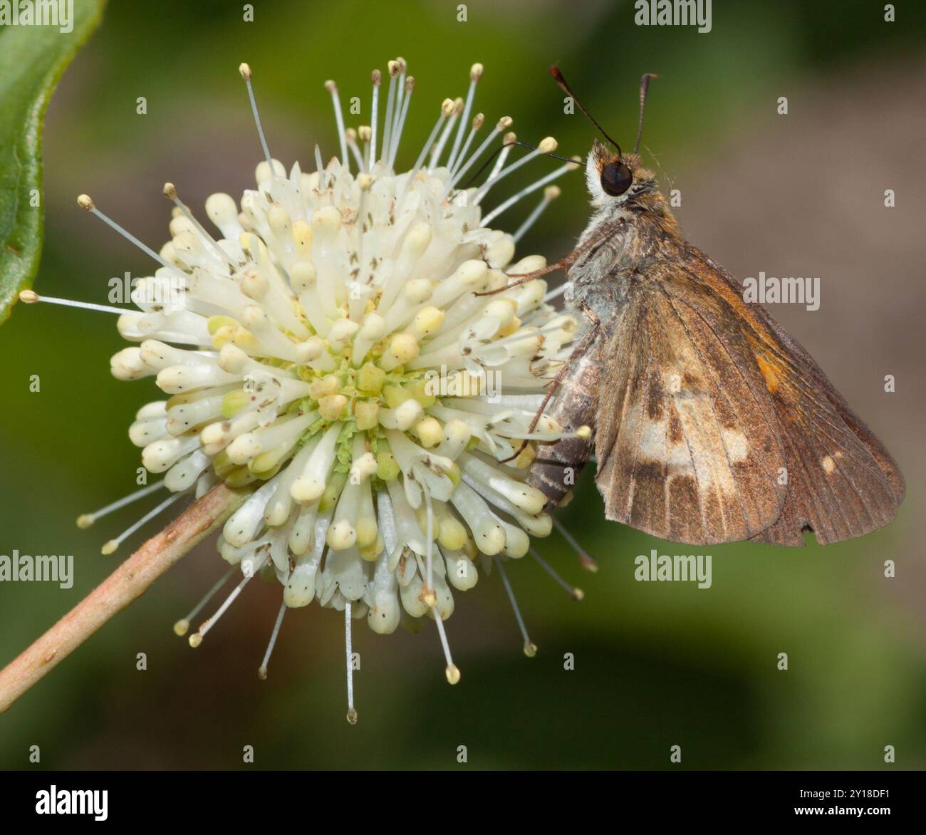 Broad-winged Skipper (Poanes viator) Insecta Stock Photo - Alamy