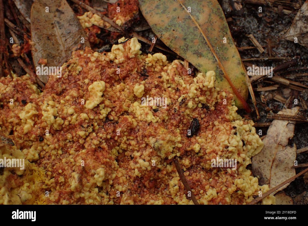 Dog Vomit Slime Mold (Fuligo septica) Protozoa Stock Photo - Alamy