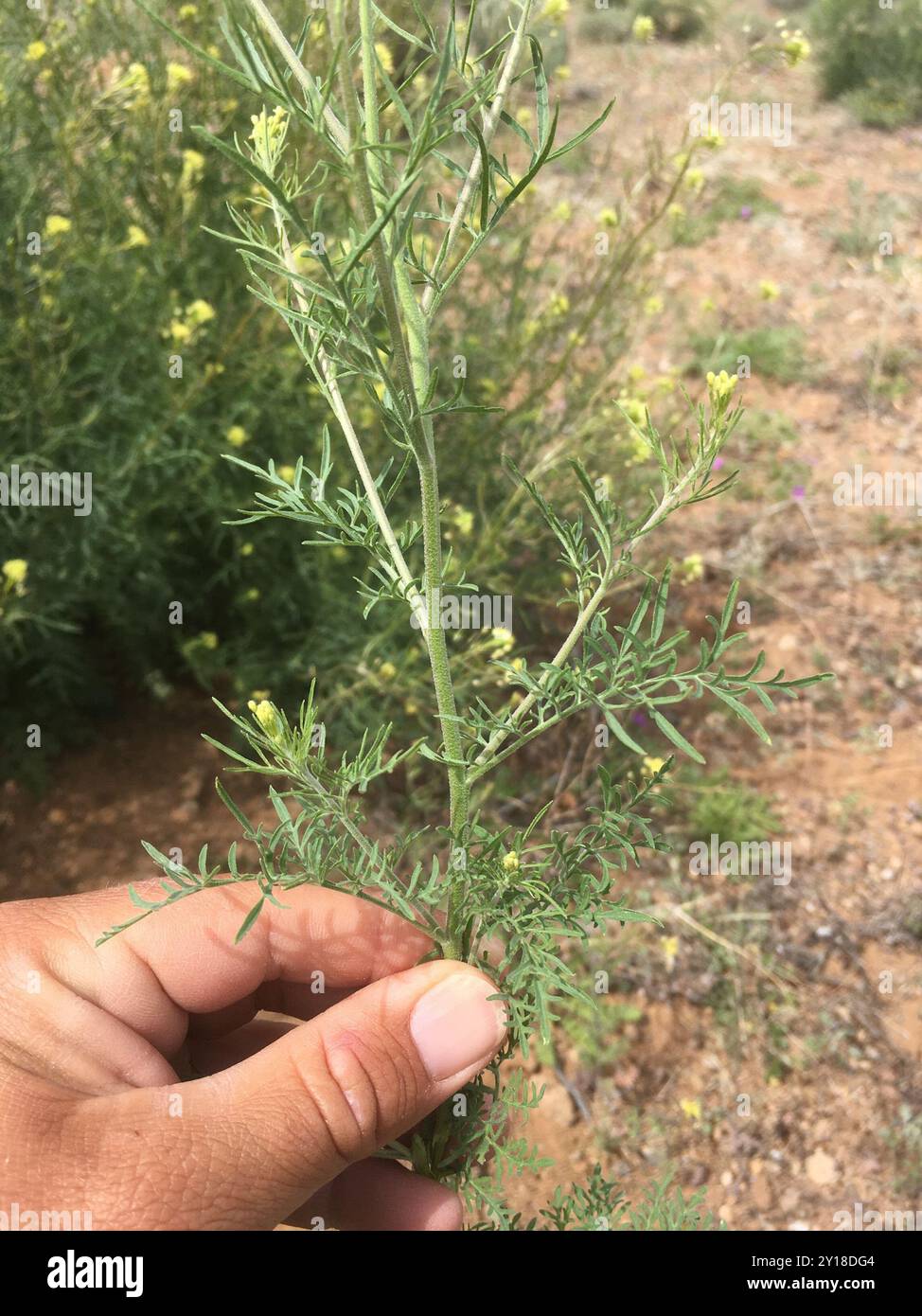 Western Tansymustard (Descurainia pinnata) Plantae Stock Photo - Alamy