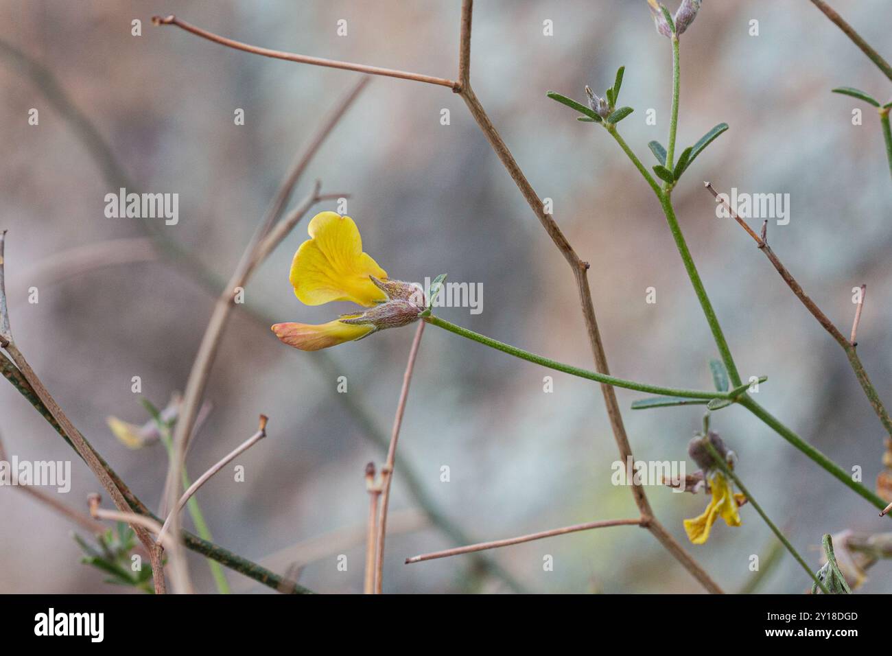 shrubby deervetch (Acmispon rigidus) Plantae Stock Photo - Alamy