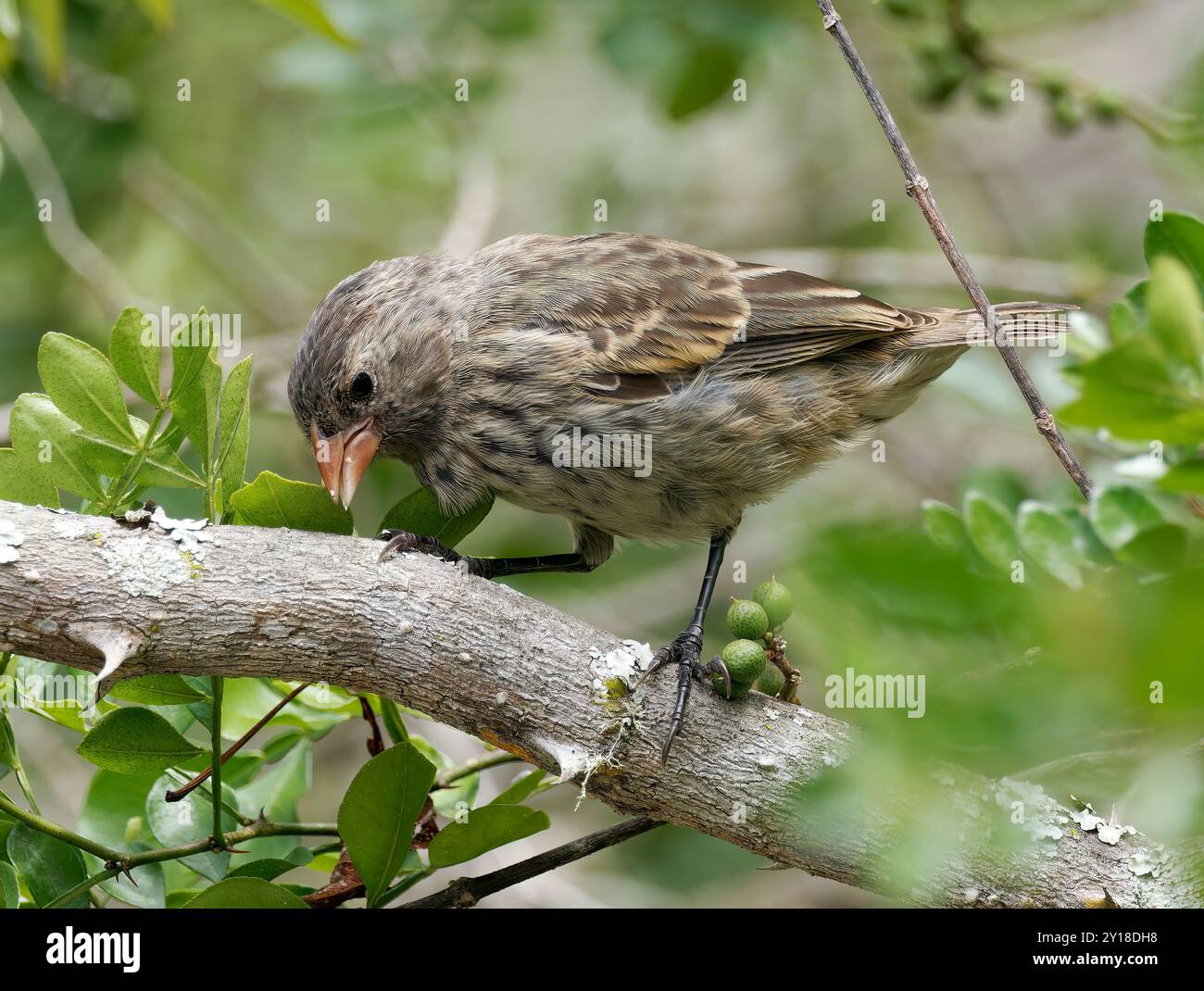 Small ground finch, Géospize fuligineux, Geospiza fuliginosa, kis ...