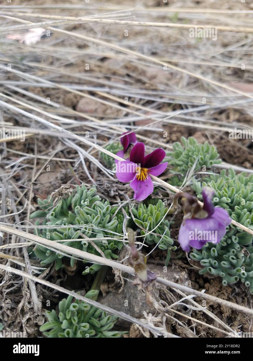 Beckwith's Violet (Viola beckwithii) Plantae Stock Photo - Alamy