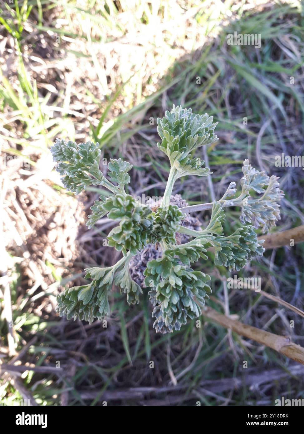absinthe wormwood (Artemisia absinthium) Plantae Stock Photo - Alamy