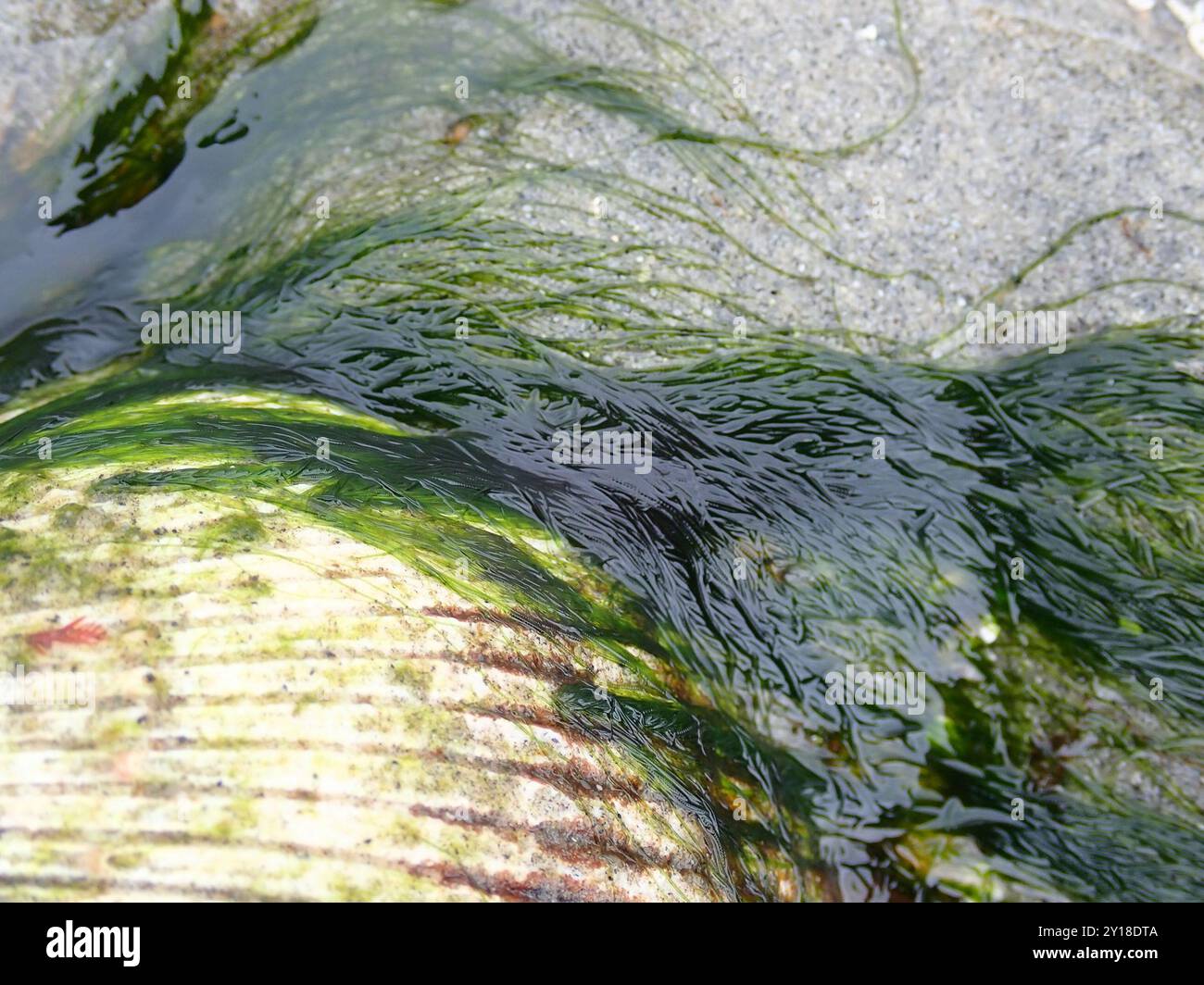 (Urospora wormskioldii) Plantae Stock Photo - Alamy
