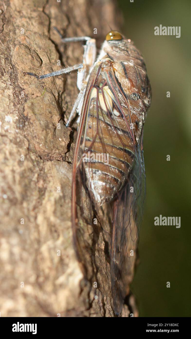 Giant Cicada (Quesada gigas) Insecta Stock Photo - Alamy