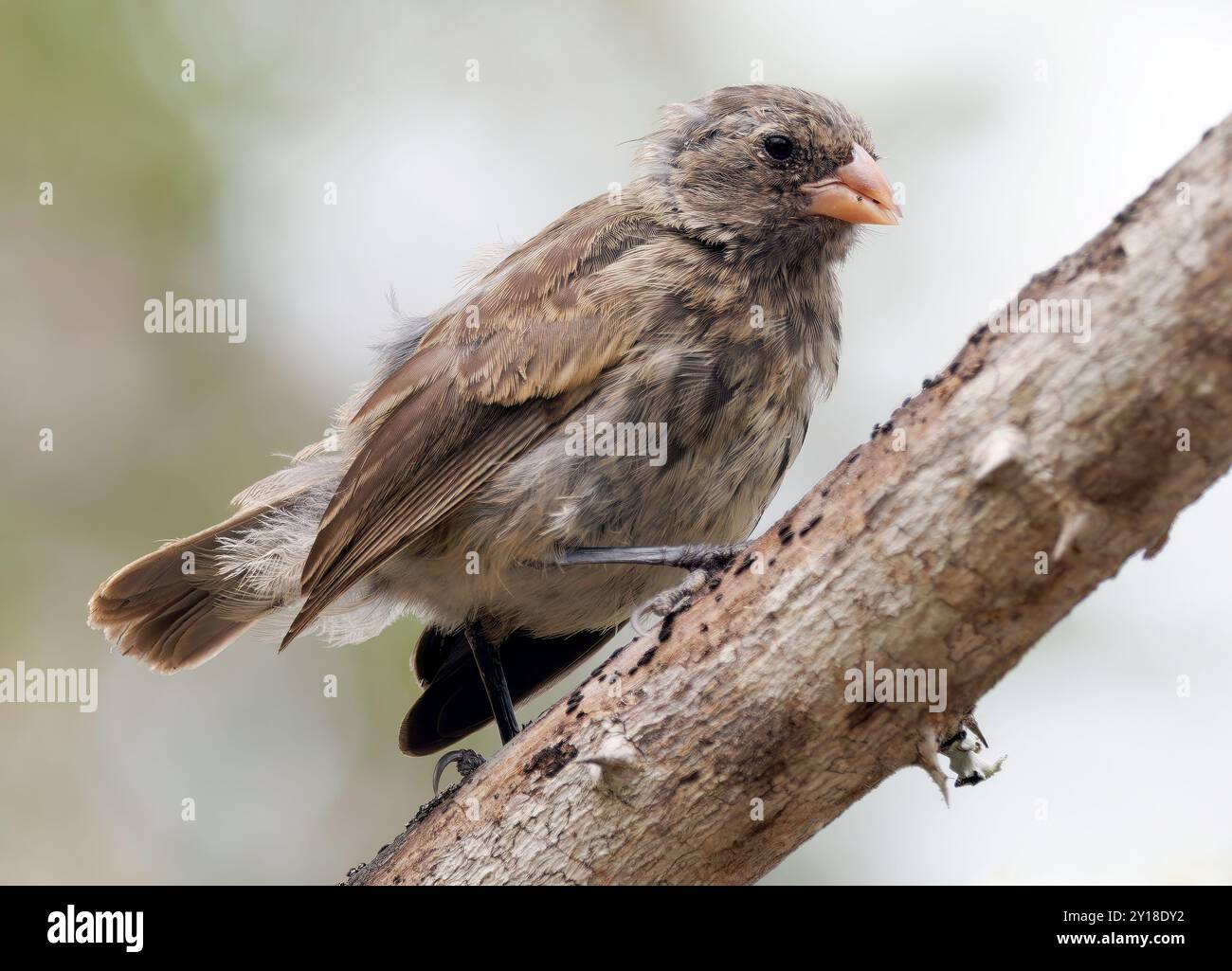 Small ground finch, Géospize fuligineux, Geospiza fuliginosa, kis ...