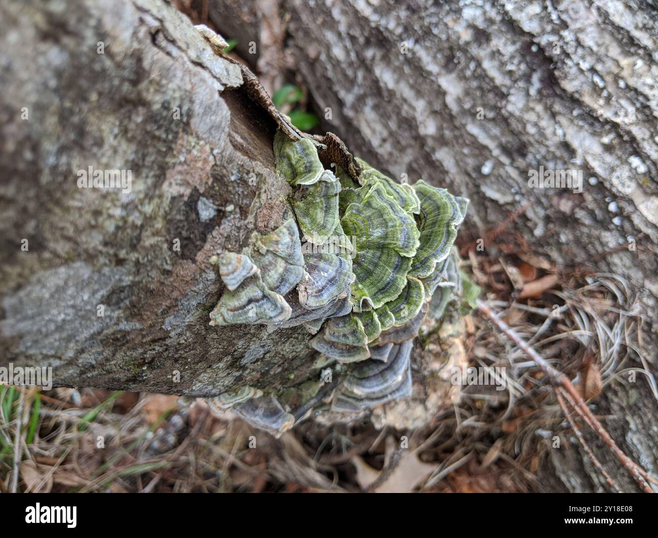 turkey-tail (Trametes versicolor) Fungi Stock Photo - Alamy