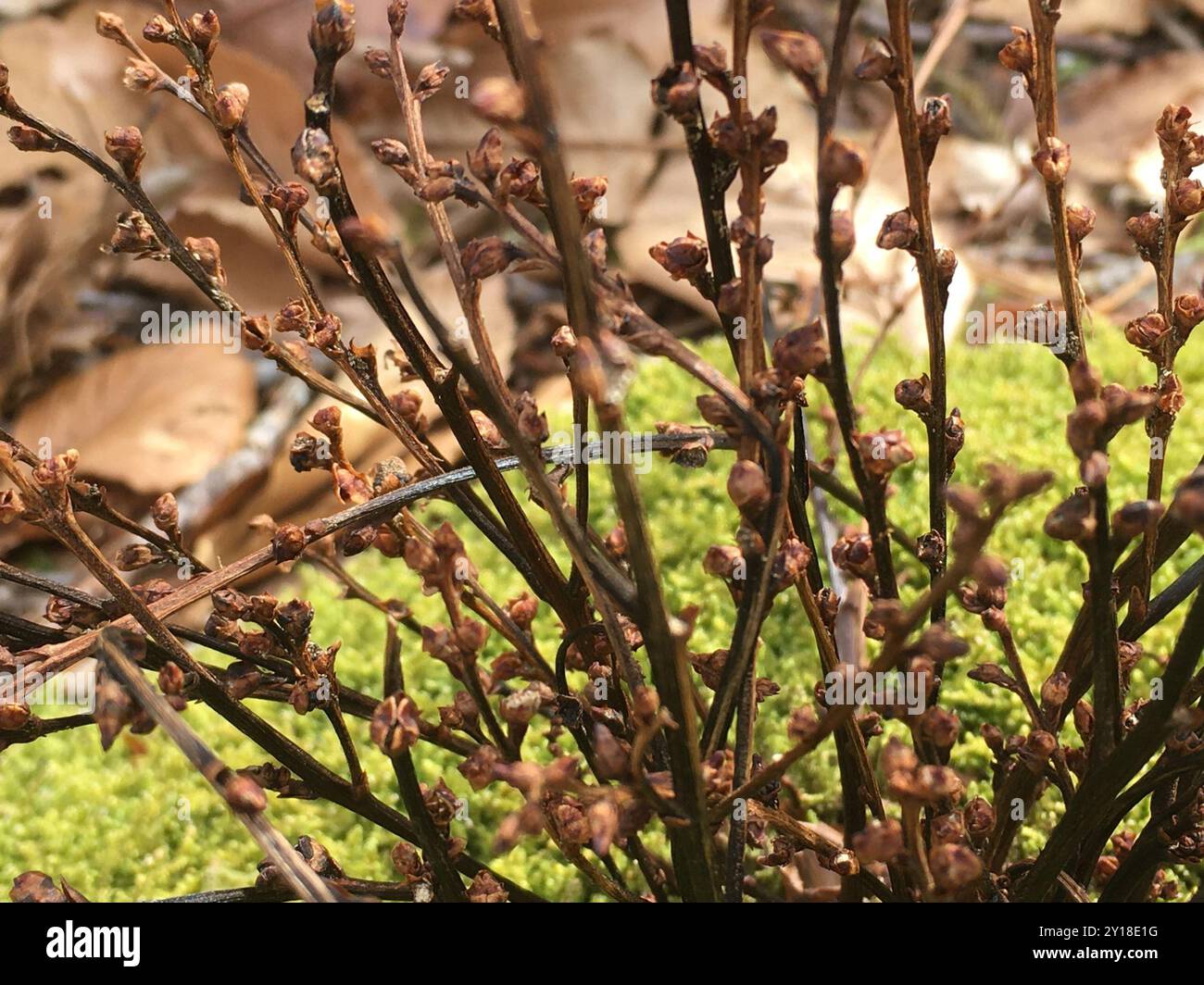 Beechdrops (Epifagus virginiana) Plantae Stock Photo - Alamy