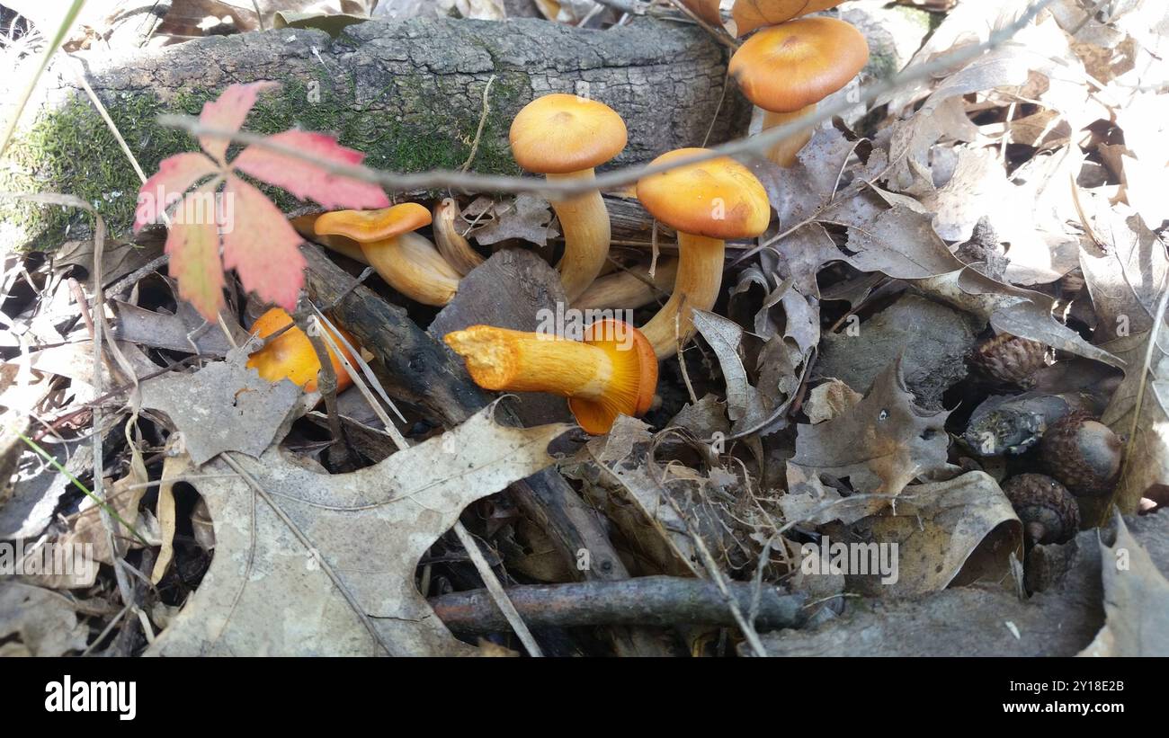 Eastern American jack-o'-lantern (Omphalotus illudens) Fungi Stock ...