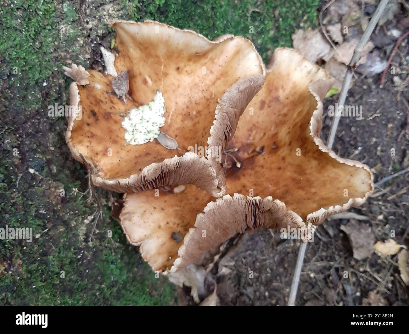 Tawaka (Cyclocybe parasitica) Fungi Stock Photo - Alamy