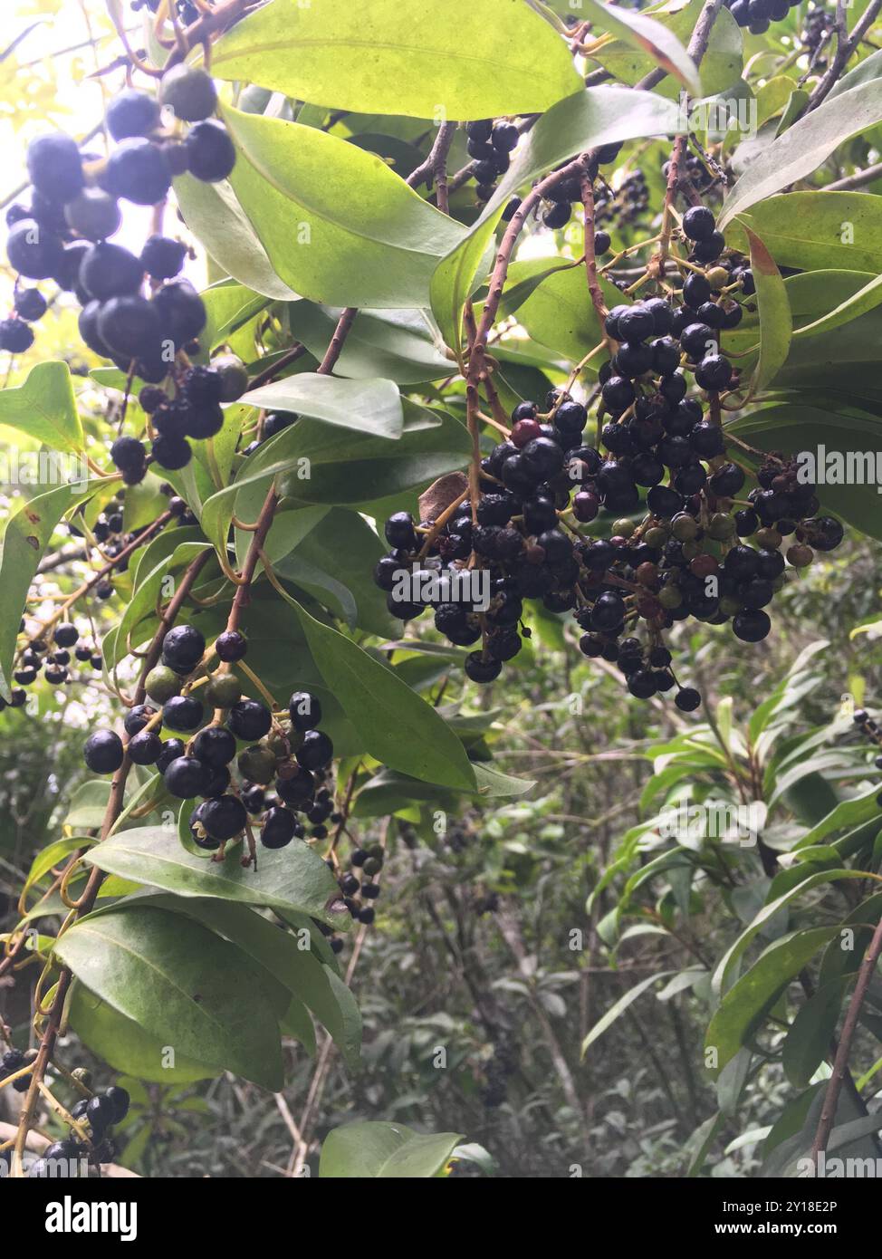 Marlberry (Ardisia escallonioides) Plantae Stock Photo - Alamy