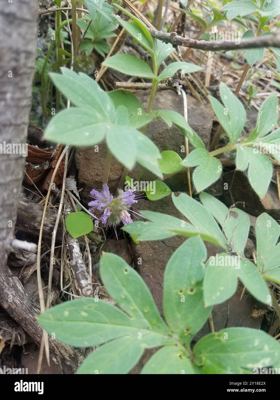 ballhead waterleaf (Hydrophyllum capitatum) Plantae Stock Photo - Alamy