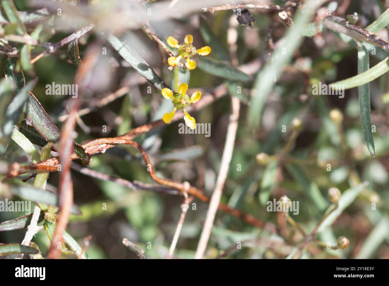 slender janusia (Janusia gracilis) Plantae Stock Photo - Alamy