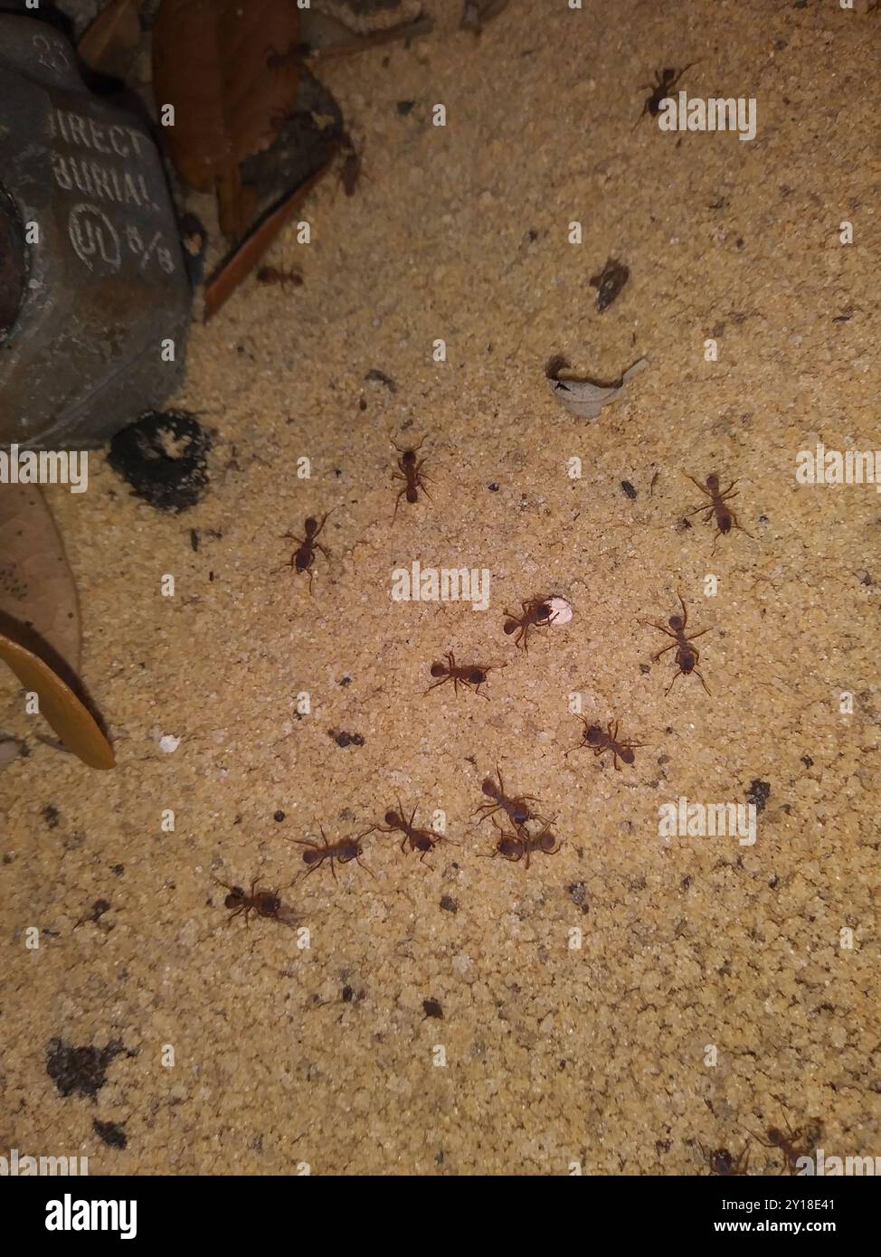 Northern Fungus-farming Ant (Trachymyrmex septentrionalis) Insecta ...