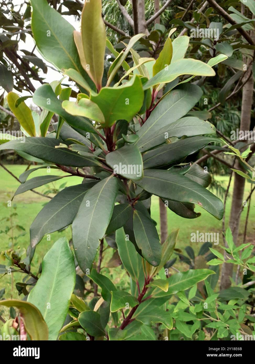 Cape beech (Rapanea melanophloeos) Plantae Stock Photo - Alamy