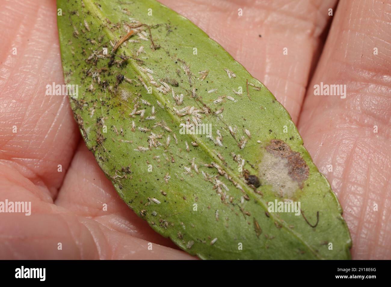 Euonymus Scale (Unaspis euonymi) Insecta Stock Photo - Alamy